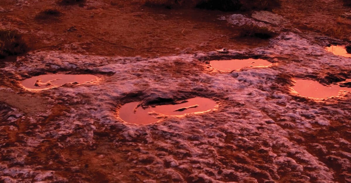 5 fossil discoveries that stunned the world - Flinders University